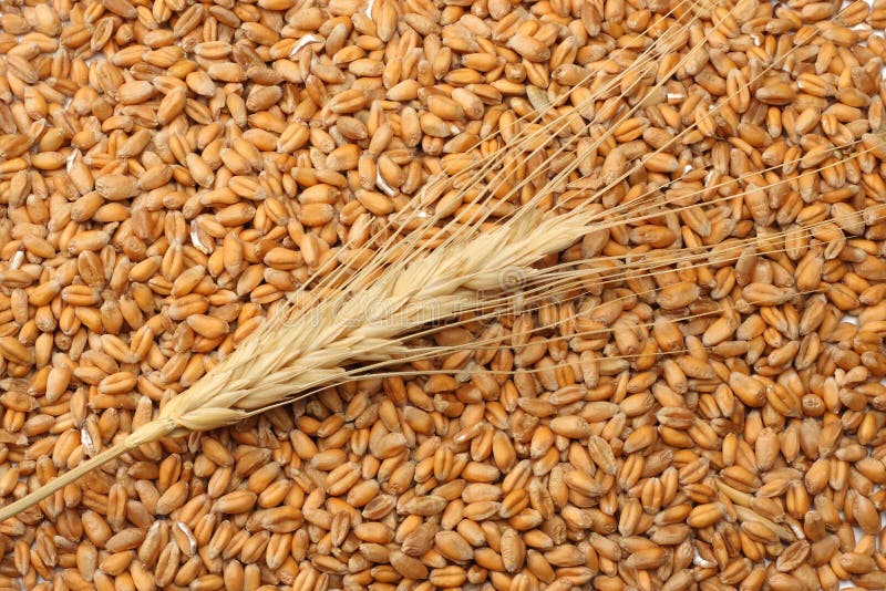 Wheat Seeds Background with Spikelets. Wheat Seeds Texture. Top View ...