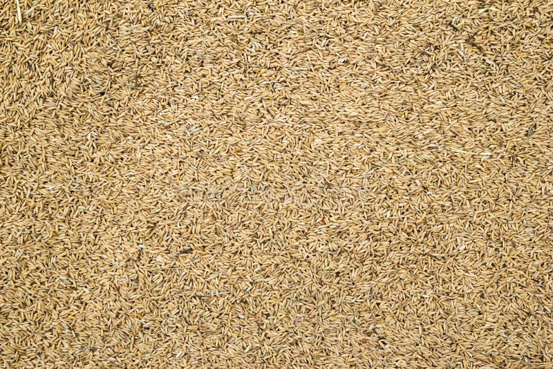 Wheat Seeds Close Up for Background. Stock Image - Image of close ...
