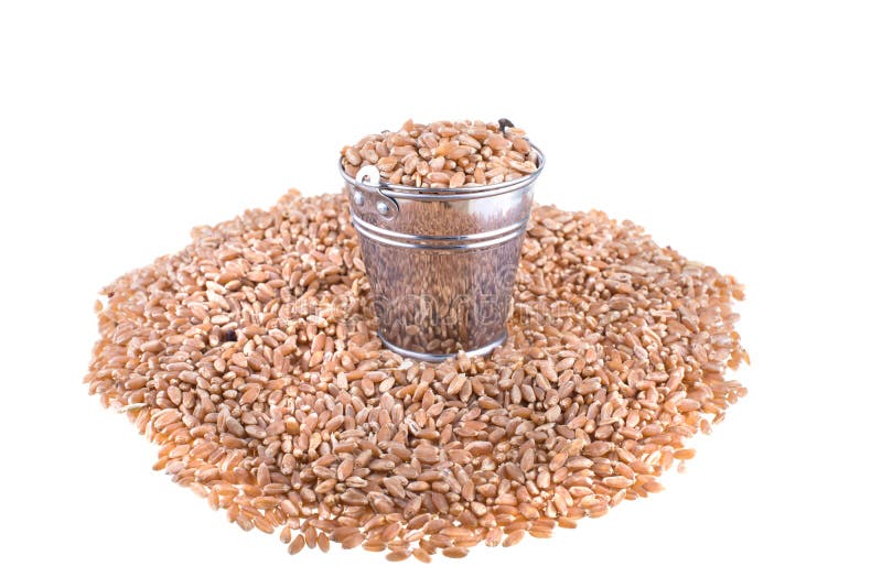 Wheat Seeds Close Up Macro Shot Stock Image - Image of crop, fresh ...