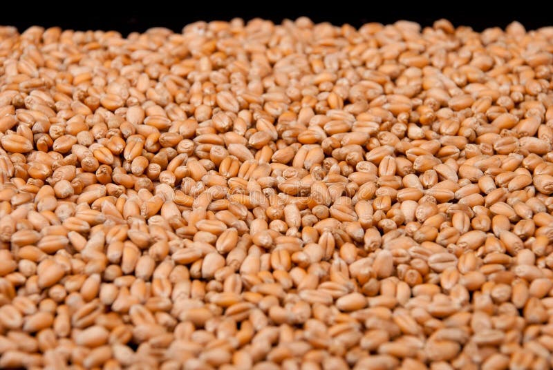Wheat seeds closeup stock image. Image of close, crops - 23027599