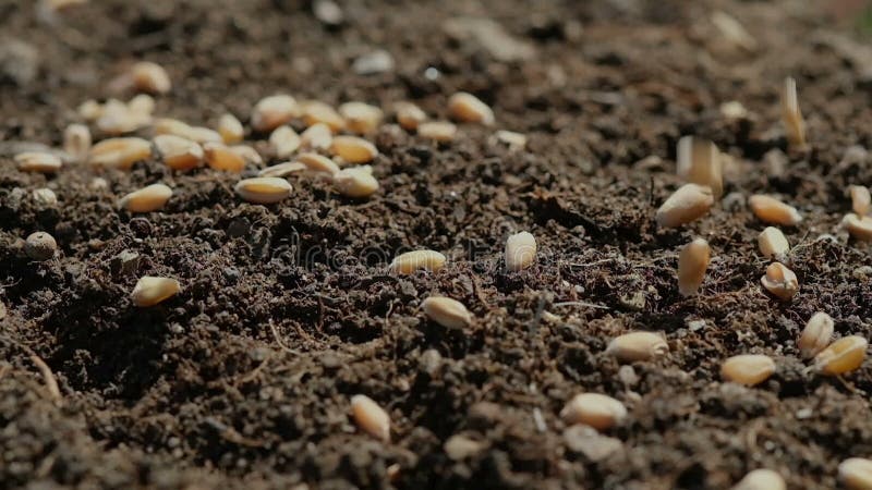 Wheat Seeds Falling on Ground while Farmer Sprouting on Agricultural ...
