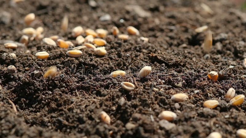 Wheat Seeds Falling on Ground while Farmer Sprouting on Agricultural ...