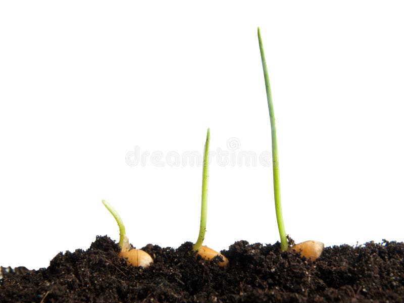 Germination of wheat seeds stock photo. Image of lawn - 29761342