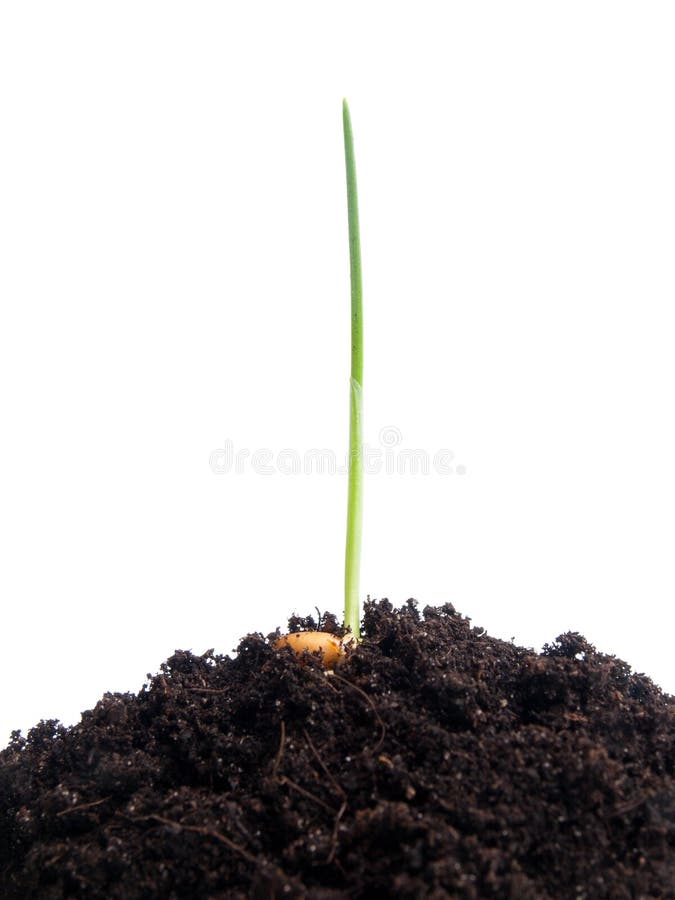374 Germination Wheat Isolated White Background Stock Photos - Free ...
