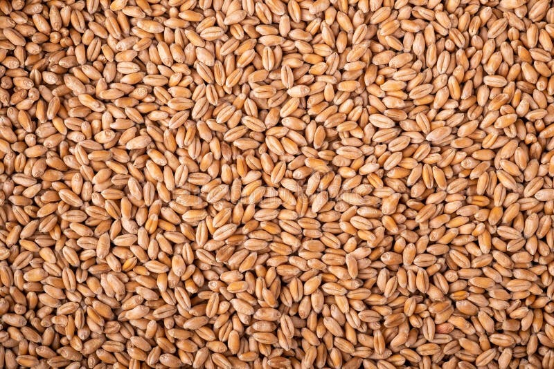 Wheat Seeds Grains Texture, Macro, Top View Stock Image - Image of ...