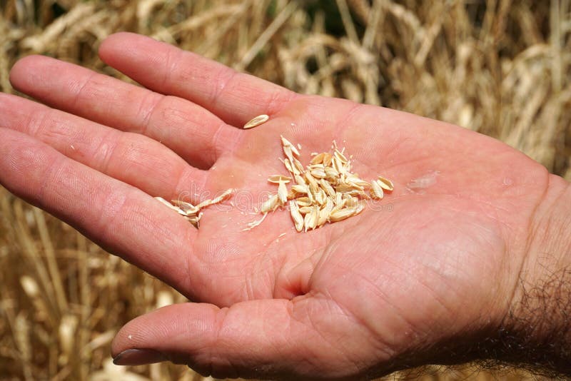 Wheat seeds stock photo. Image of macro, nutrition, grain - 1392462