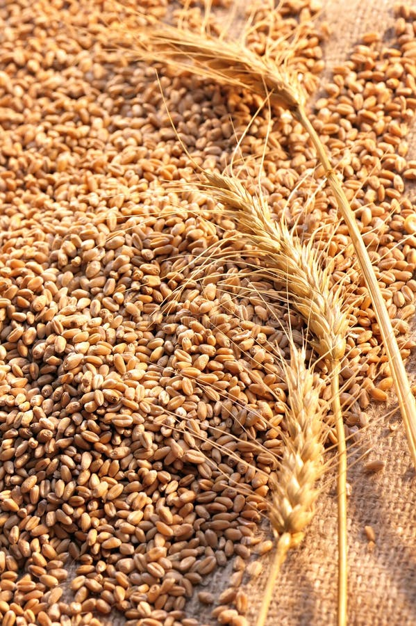 Wheat Seeds on Rough Material Stock Photo - Image of agricultural ...
