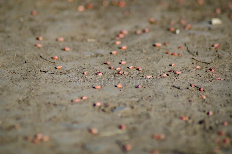 Wheat Seeds Scattered on the Field Stock Photo - Image of organic ...