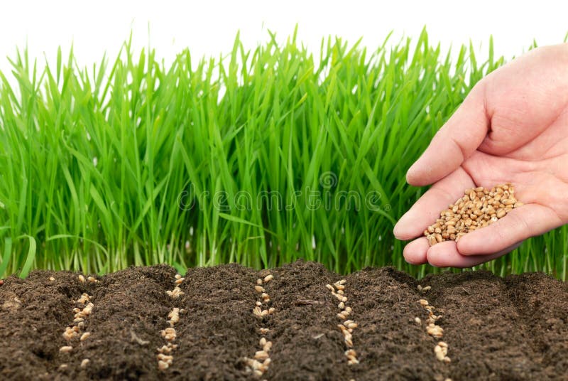 Wheat Seeds and Their Plant Stock Photo - Image of concept, soil: 13639046