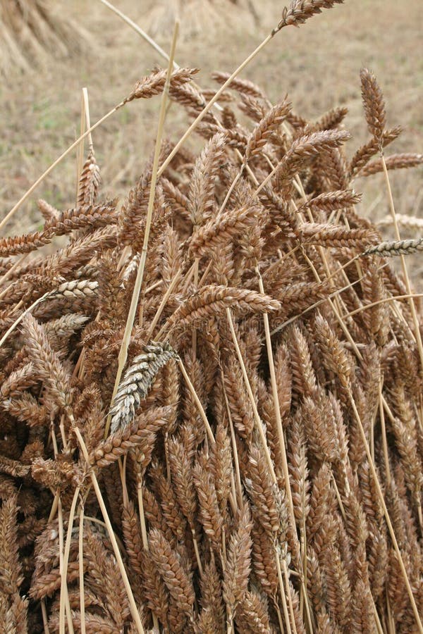 Wheat sheaf drying stock photo. Image of arable, outdoor - 20777168