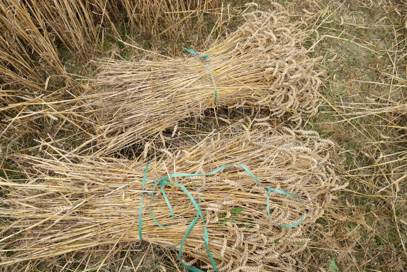 Wheat sheaf stock image. Image of autumn, cultivation - 10490975