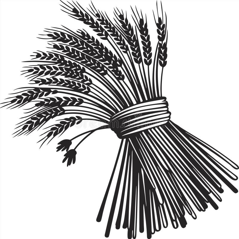 Wheat Sheaf Vector Illustration Agriculture Symbol Harvest Design Stock ...