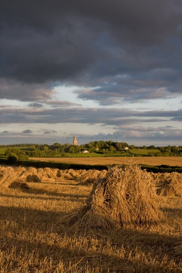 Wheat sheaves in stooks stock image. Image of dorset - 20930093