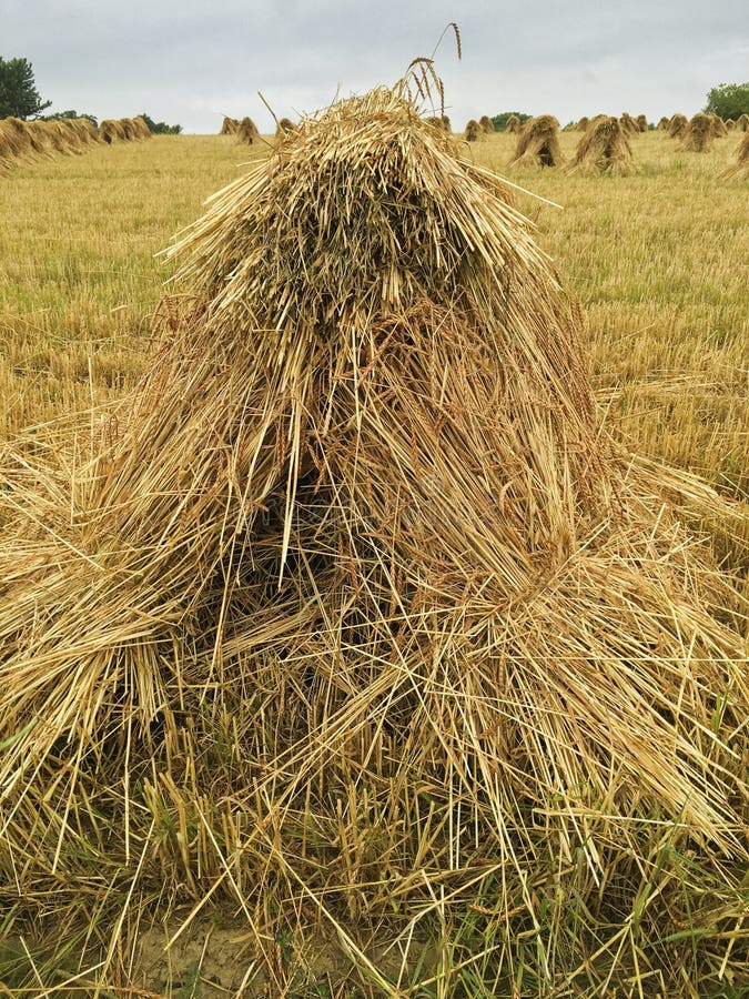 549 Wheat Shock Stock Photos - Free & Royalty-Free Stock Photos from ...