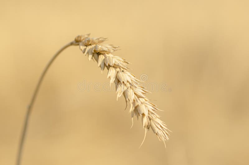 Wheat single closeup stock image. Image of background - 58307637