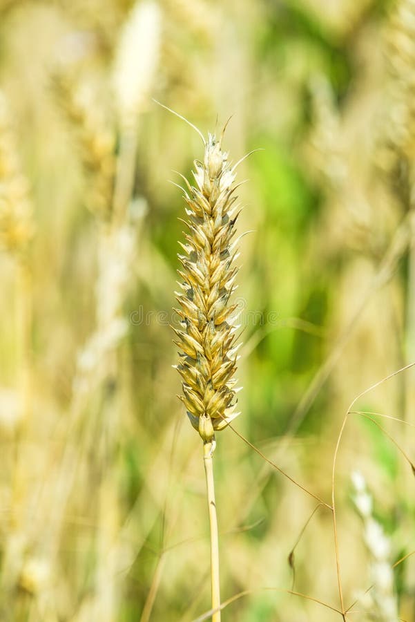 Single Head Shower Head on Beach Stock Photo - Image of close, coast ...
