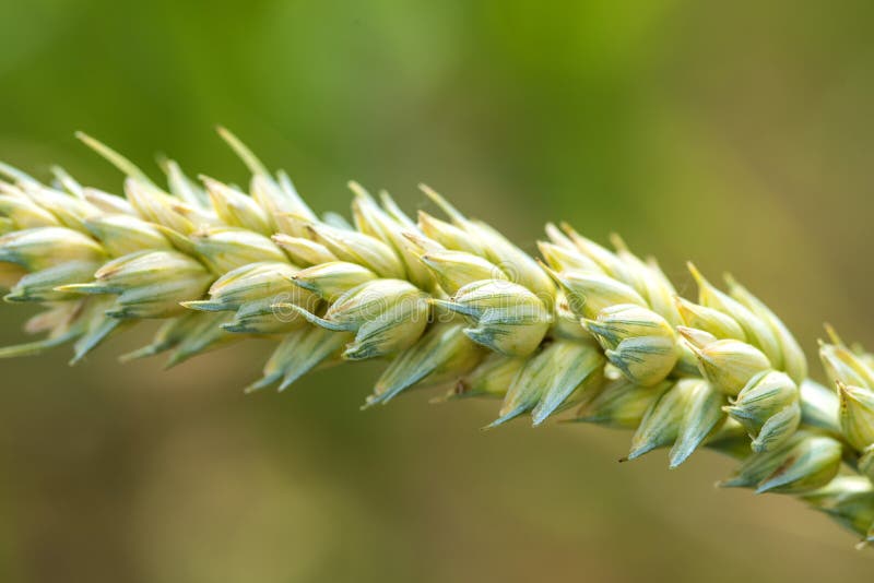 Wheat Head Detail stock photo. Image of field, produce - 3289368