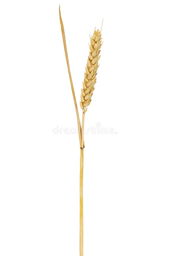 Wheat stock photo. Image of food, farming, isolated, produce - 31573738