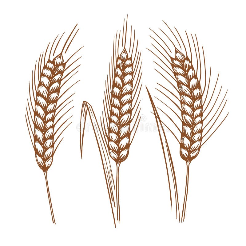 Wheat Sketch Hand Drawn on a White Background Stock Vector ...