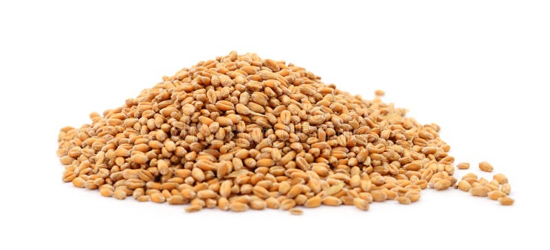 Wheat slide isolated stock photo. Image of wheat, agriculture - 145316846