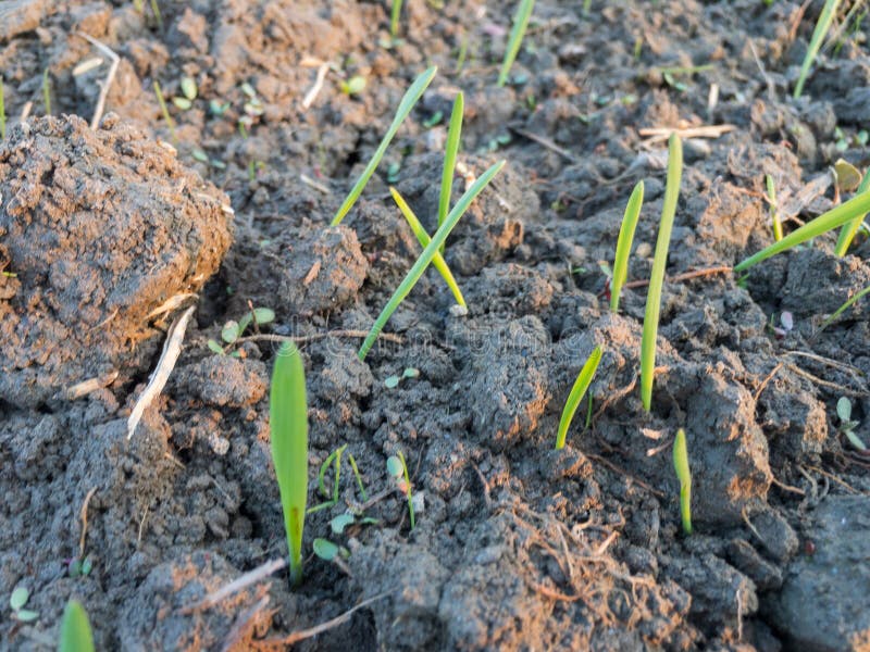 Wheat Small Plants are Growing in a Field Stock Image - Image of blade ...