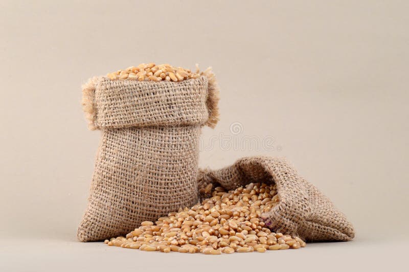 Wheat in small sack stock image. Image of gold, corn - 106546771