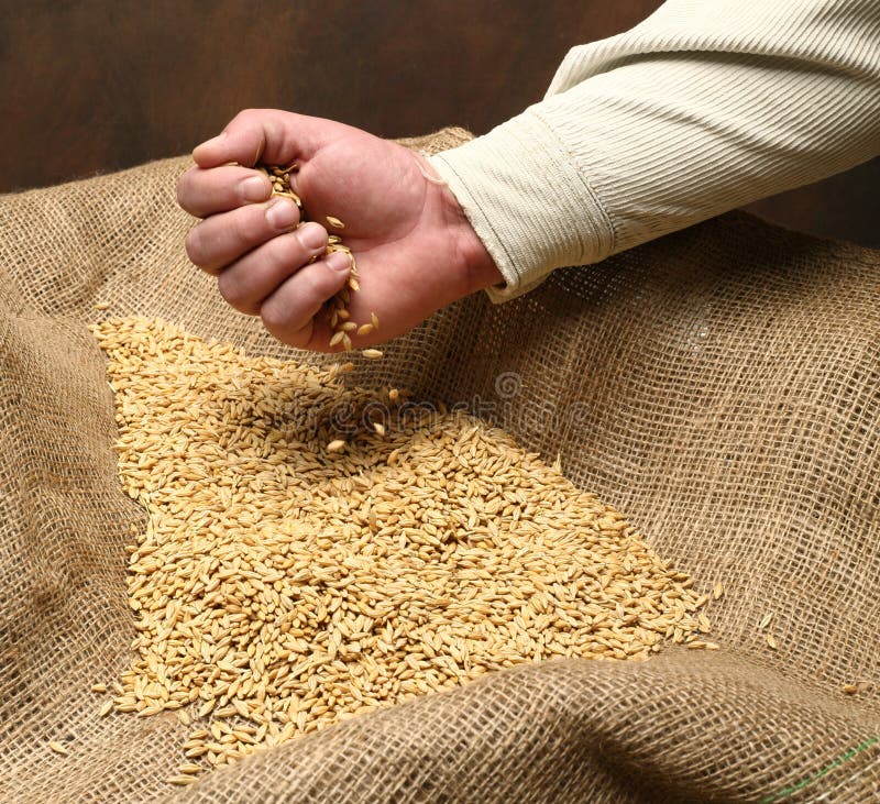 Sowing seed stock image. Image of harvest, macro, agriculture - 10916339