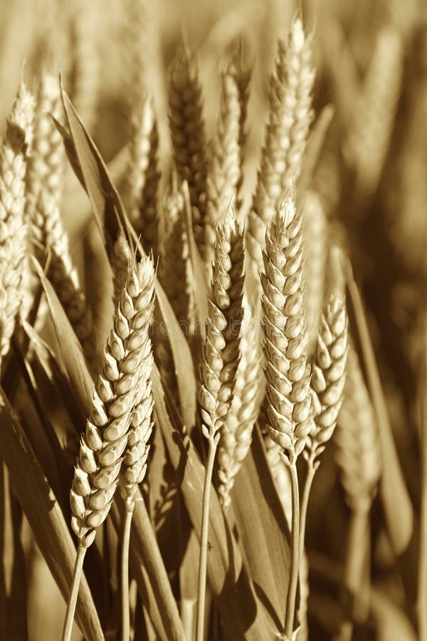 Wheat spike stock image. Image of healthy, grain, farming - 35260421