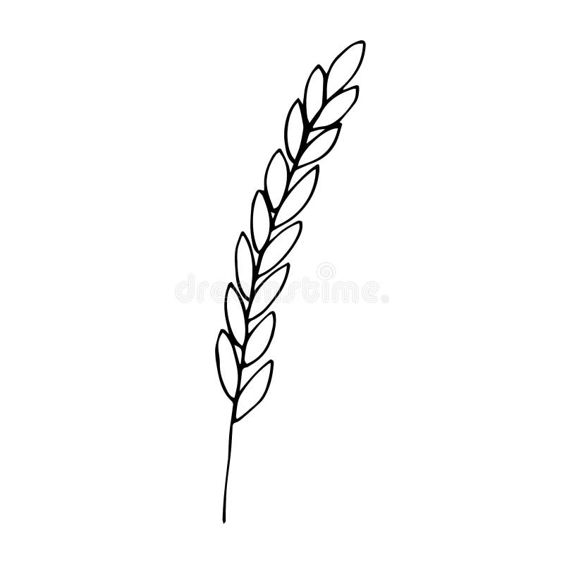 Wheat Spike Vector Illustration, Hand Drawing Doodle Stock Vector ...