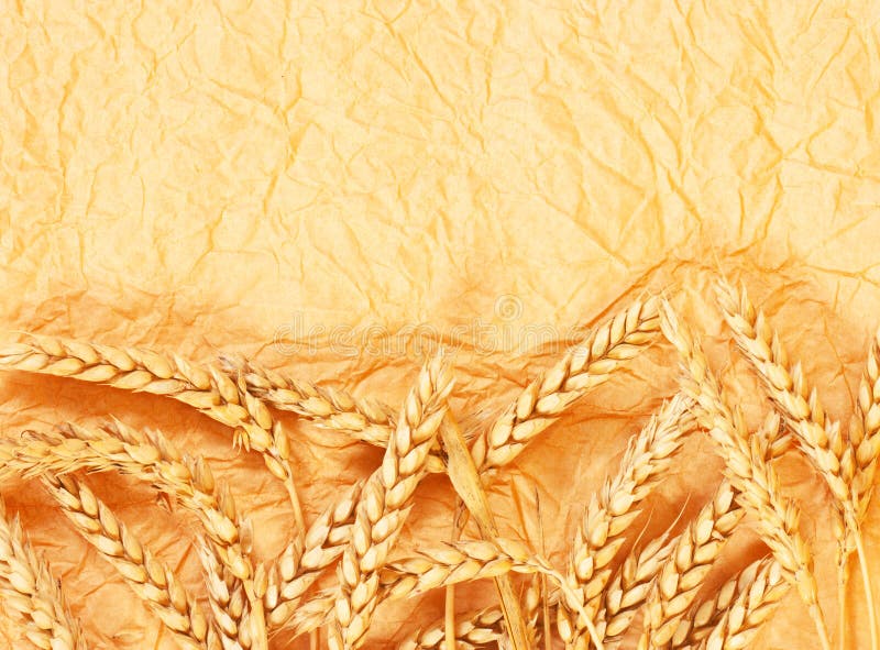 Wheat stock photo. Image of harvesting, meal, crop, ingredient - 34456050