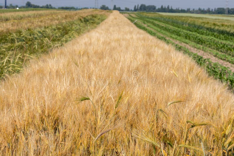 Wheat Spikelets in the Field in Germany Stock Photo - Image of ...