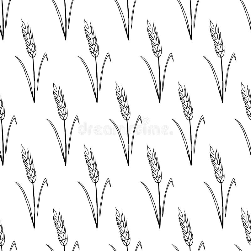 Wheat Spikelets and Grains, Vector Seamless Pattern. Outline Drawn in ...