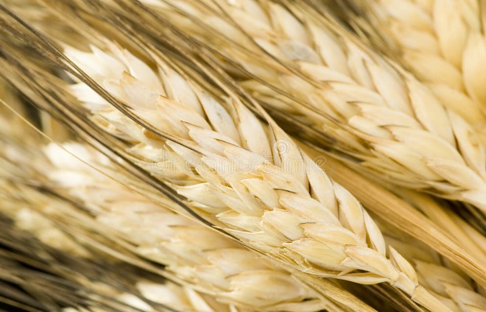 Wheat spikes stock photo. Image of spikelets, spikes, rustic - 1257104