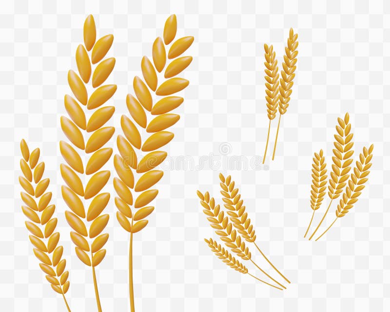 Wheat Spikes of Different Sizes. 3D Set Stems with Grains Stock Vector ...