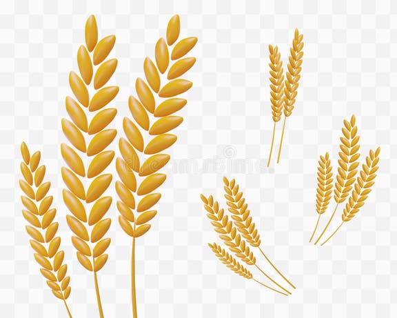 Wheat Spikes of Different Sizes. 3D Set Stems with Grains Stock Vector ...
