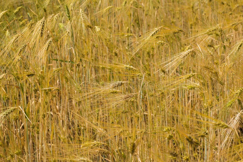 Wheat Spikes on the Field in the Course of Aging Stock Image - Image of ...