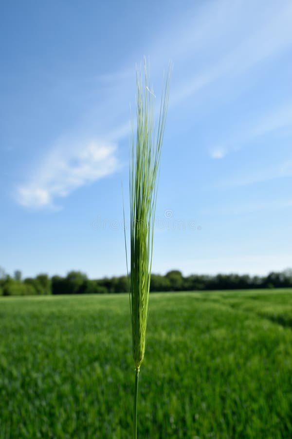 Wheat Spikes in Spring Close Up Stock Image - Image of spring, wheat ...