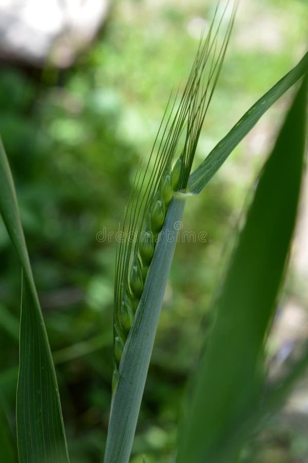 Wheat in the spring stock photo. Image of small, detail - 223282642