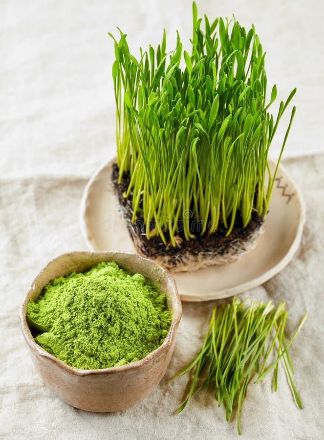 Wheat sprout powder stock image. Image of detoxification - 68779067