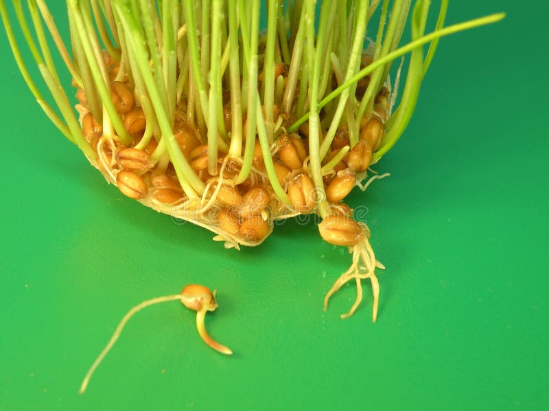 Herb Sprout Identification at Kathryn Pauline blog