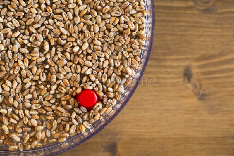 Wheat for sprouting stock image. Image of seed, germ - 50480533