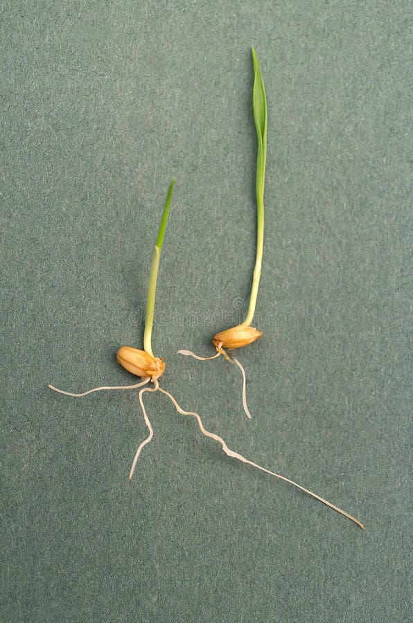 Plant shoot stock photo. Image of plant, nature, botany - 9250284