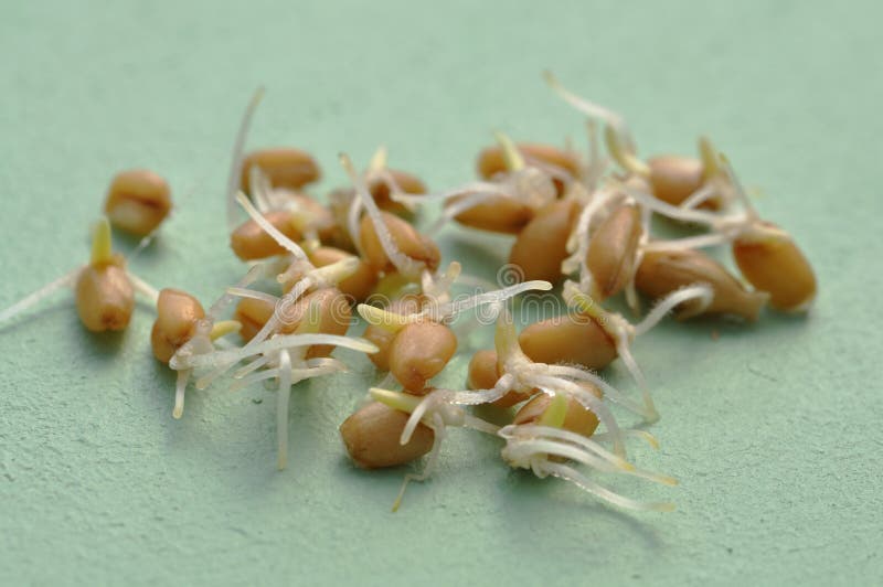 Wheat sprouts stock image. Image of wheat, horizontal - 23195257