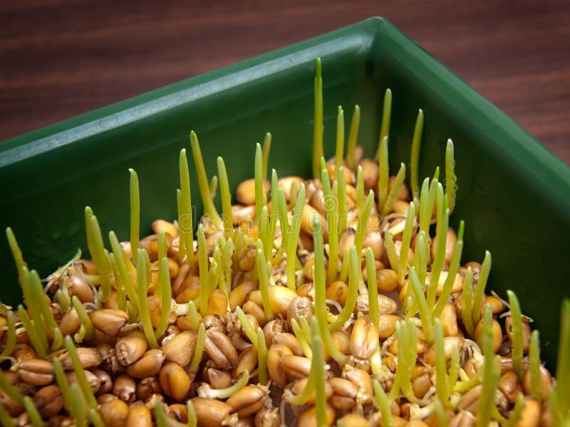 Germinated Seeds of Cress, Radish, Wheat Stock Photo - Image of fresh ...