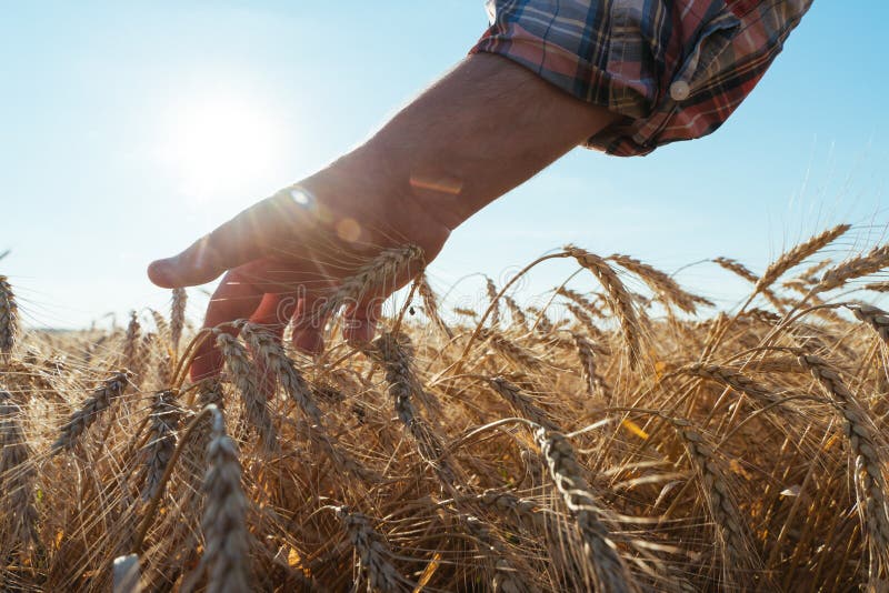 Wheat Sprouts in a Farmer`s Hand.Farmer Walking through Field Checking ...