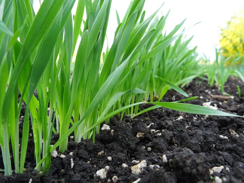 Wheat Sprouts in the Field Close-up Stock Image - Image of growing ...