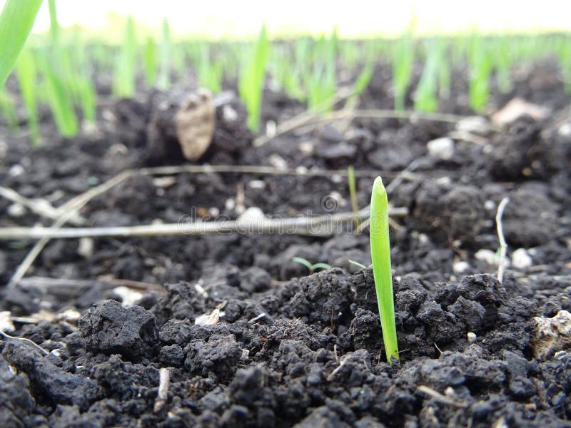 Wheat Sprouts in the Field Close-up Stock Image - Image of growing ...