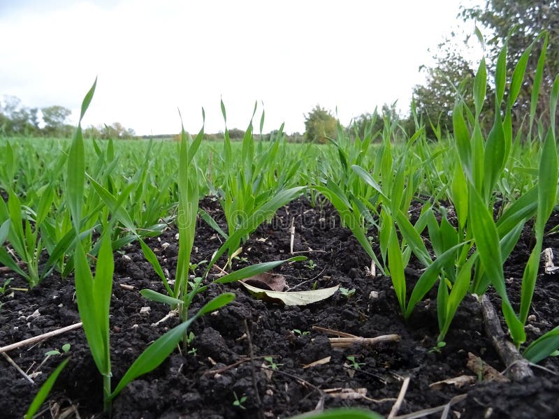 Wheat Sprouts in the Field Close-up Stock Photo - Image of grain, plant ...