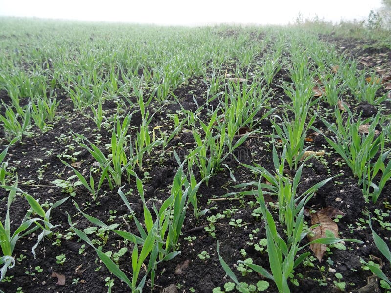Wheat Sprouts in the Field Close-up Stock Photo - Image of moisture ...