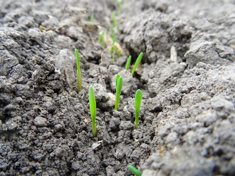Wheat Sprouts in the Field Close-up Stock Image - Image of green ...
